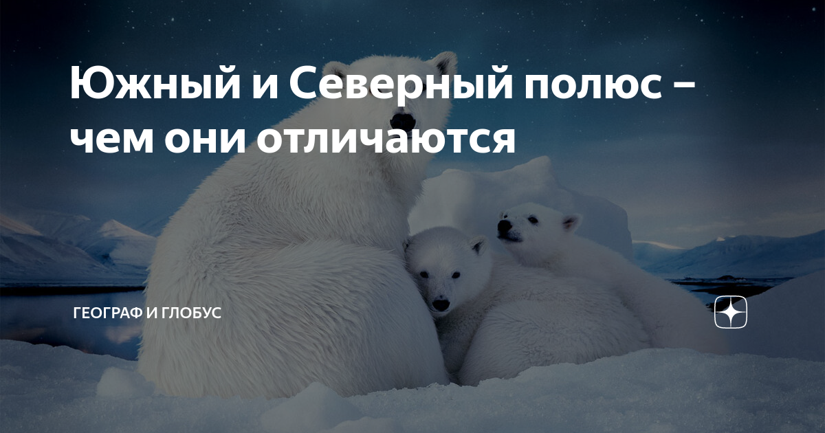 Южный и Северный полюс – чем они отличаются | Географ и глобус | Дзен