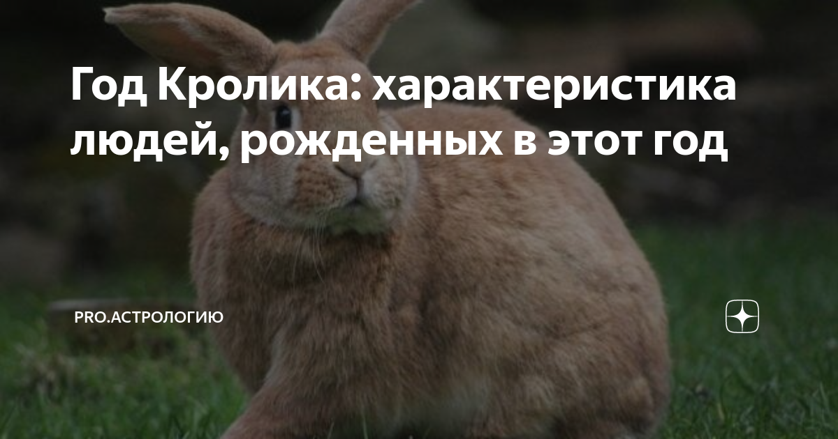 Год Кролика характеристика людей рожденных в этот год Pro