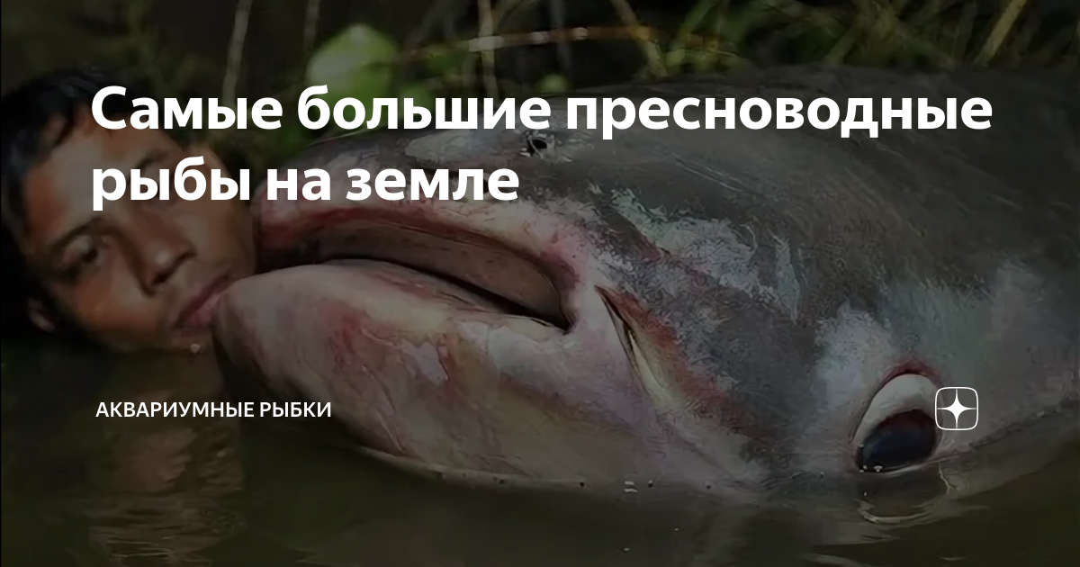 Самые большие пресноводные рыбы на земле Аквариумные рыбки Дзен