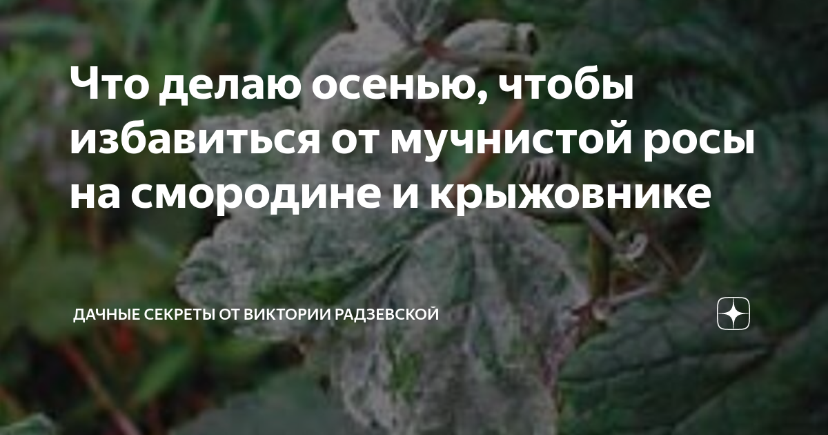 Что делаю осенью, чтобы избавиться от мучнистой росы на смородине и ...