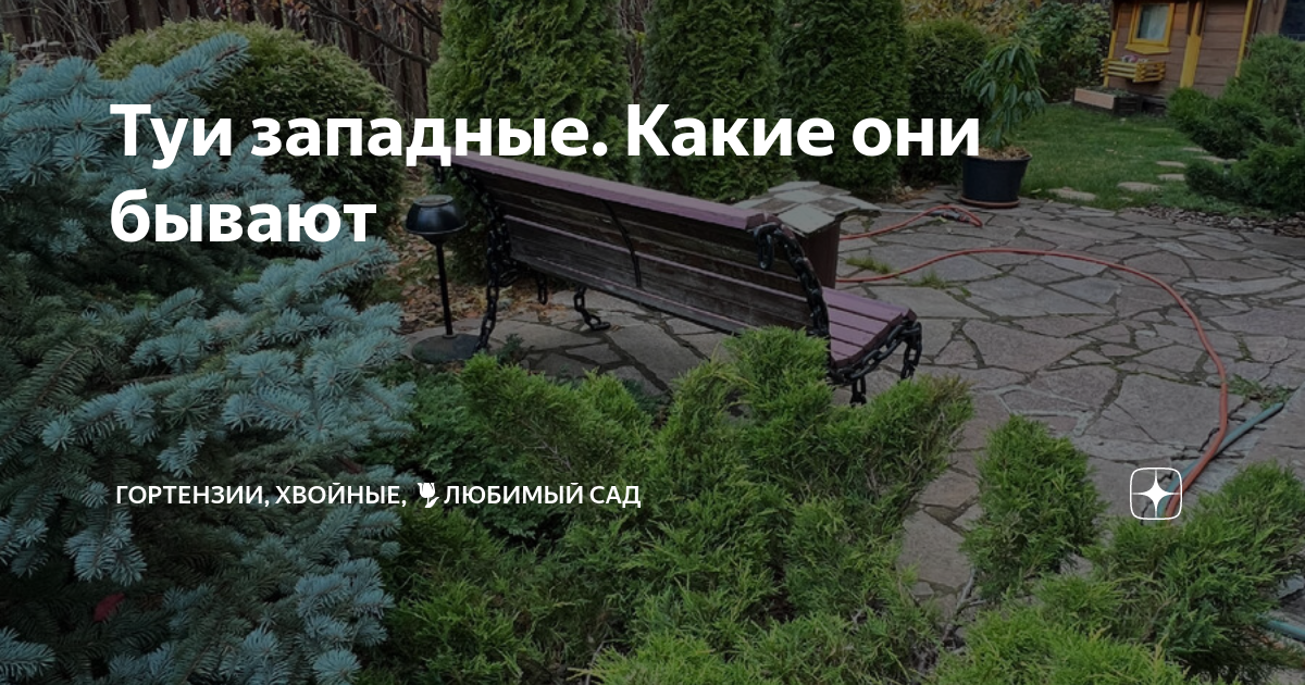 Туи западные. Какие они бывают | Гортензии, хвойные, 🌷любимый сад | Дзен