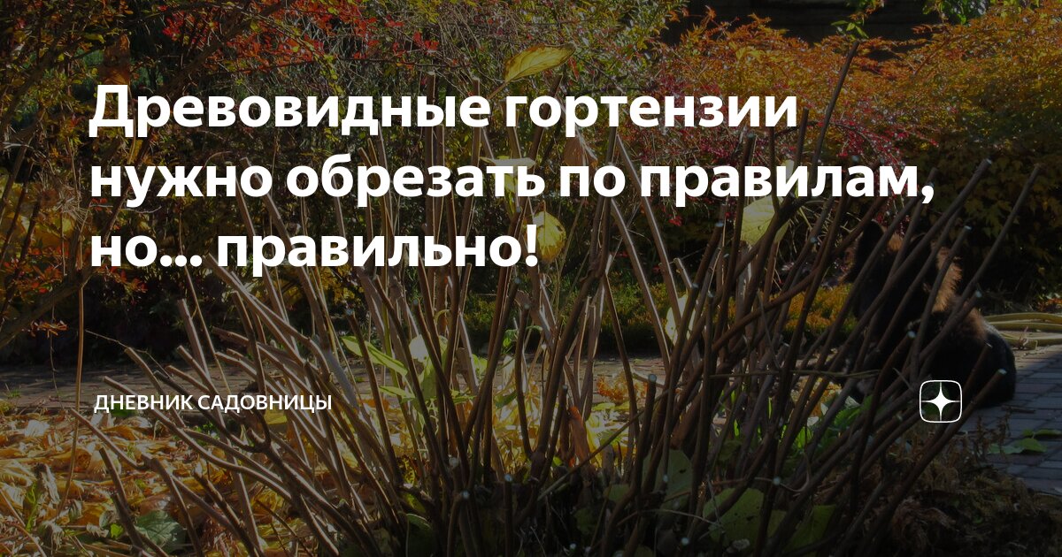 Древовидные гортензии нужно обрезать по правилам, но... правильно ...