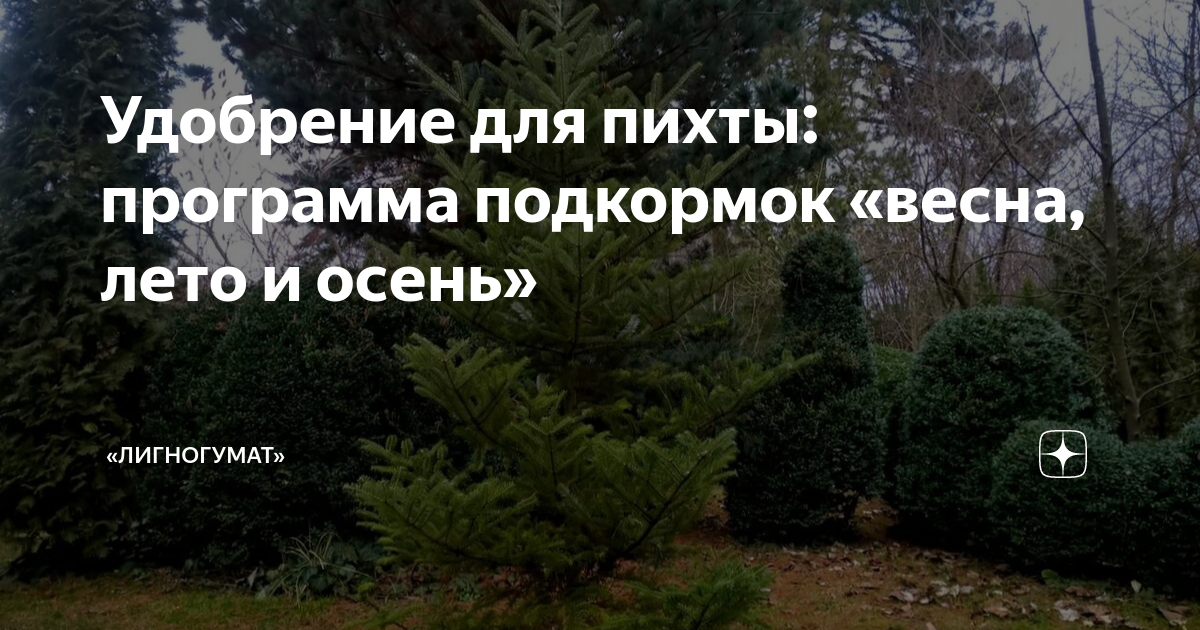 Удобрение для пихты: программа подкормок «весна, лето и осень ...