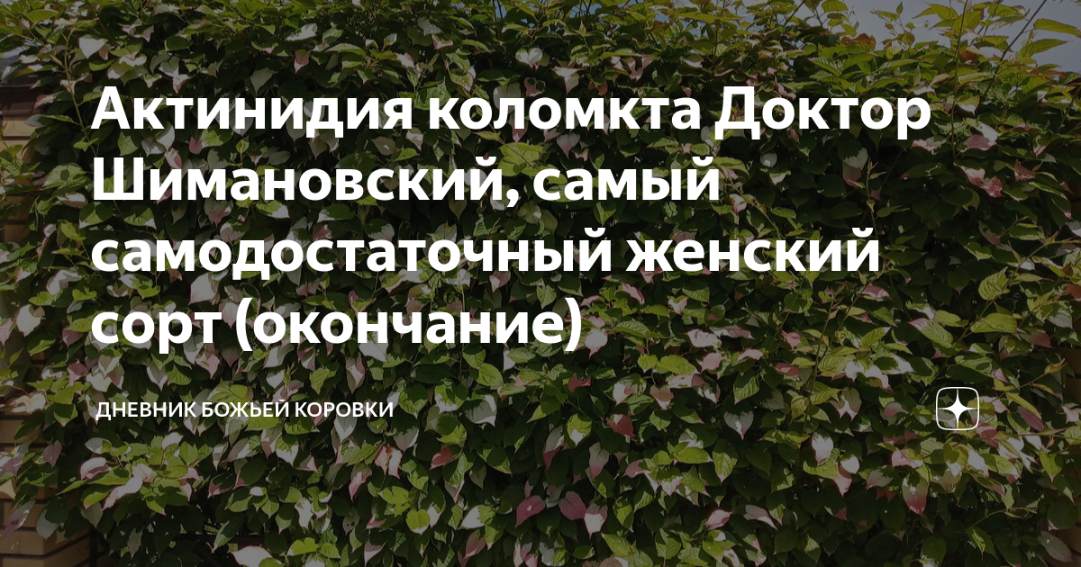 Актинидия коломкта Доктор Шимановский, самый самодостаточный женский ...