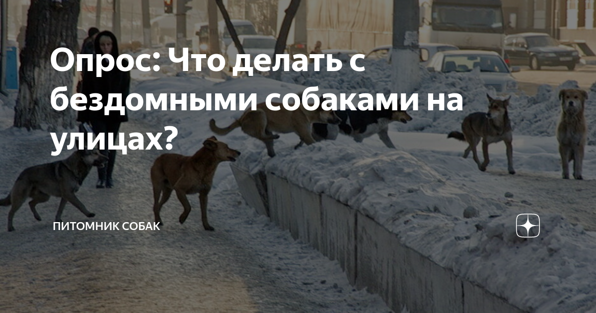 Опрос Что делать с бездомными собаками на улицах Питомник Собак Дзен
