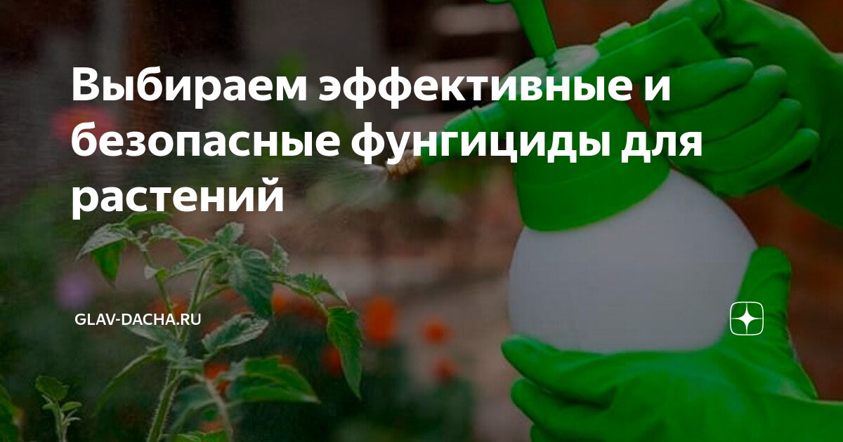 Выбираем эффективные и безопасные фунгициды для растений | Glav-Dacha ...