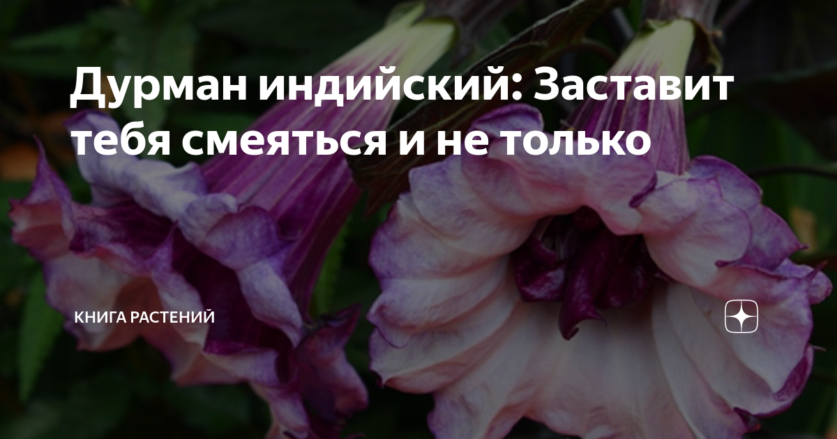Дурман индийский: Заставит тебя смеяться и не только | Книга растений ...