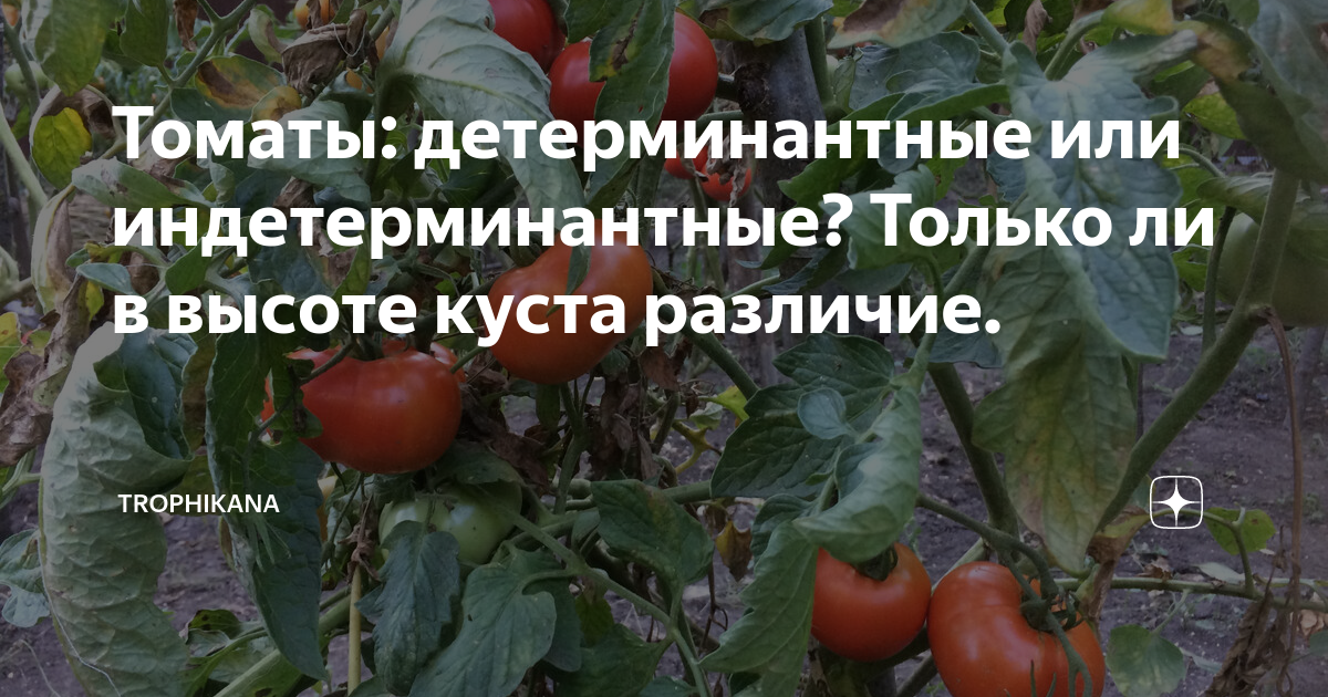 Томаты: детерминантные или индетерминантные? Только ли в высоте куста ...