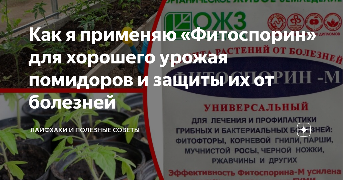 Как я применяю «Фитоспорин» для хорошего урожая помидоров и защиты их ...