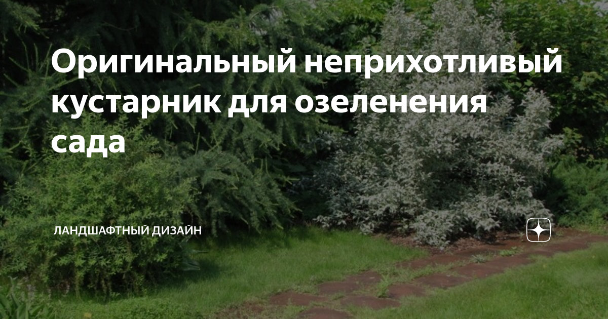 Оригинальный неприхотливый кустарник для озеленения сада | Ландшафтный ...