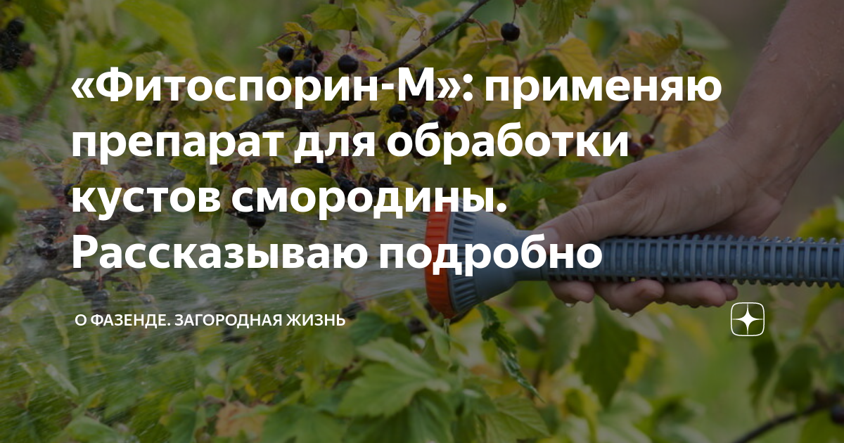 «Фитоспорин-М»: применяю препарат для обработки кустов смородины ...