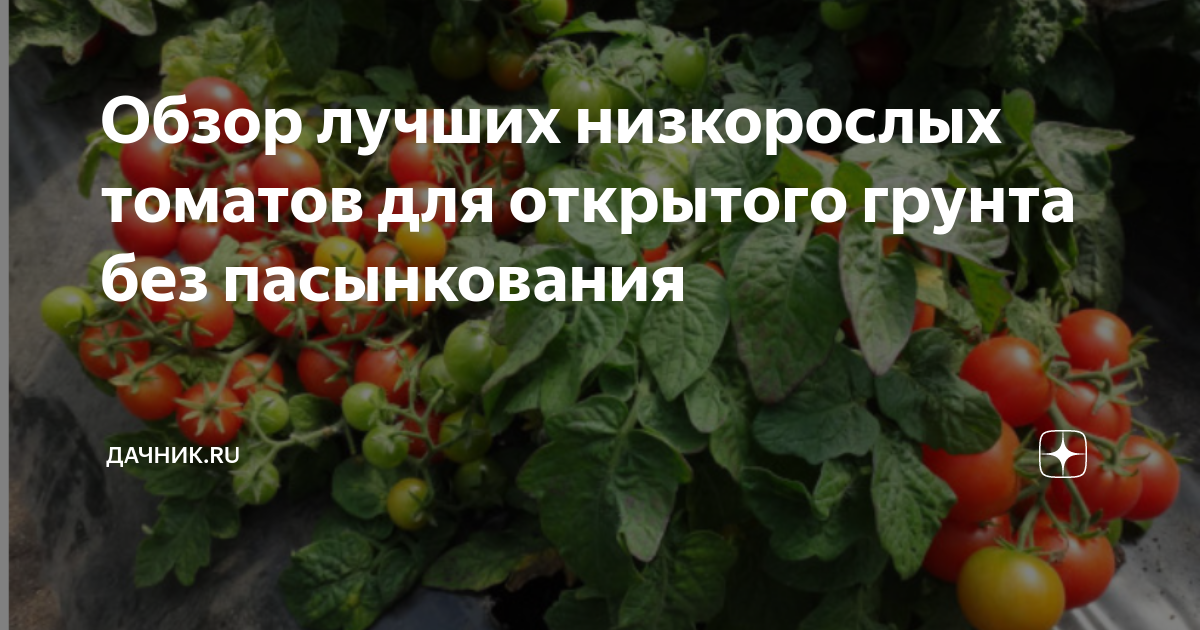 Обзор лучших низкорослых томатов для открытого грунта без пасынкования ...