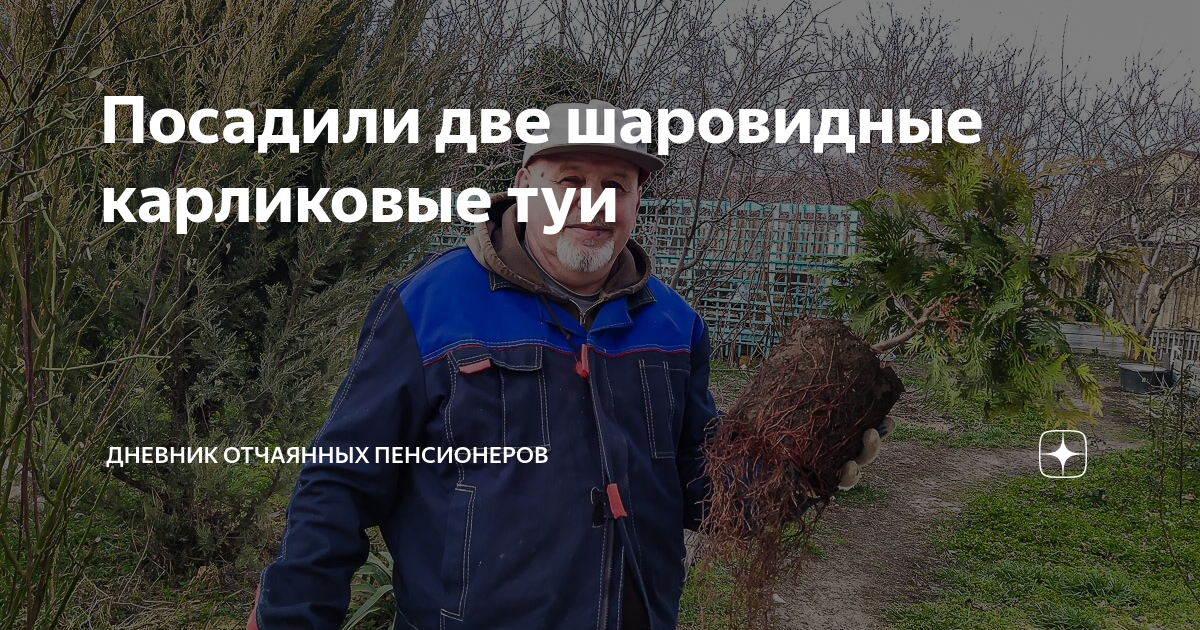 Посадили две шаровидные карликовые туи | Дневник отчаянных пенсионеров ...