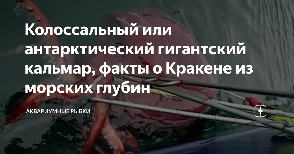 Колоссальный или антарктический гигантский кальмар факты о Кракене из