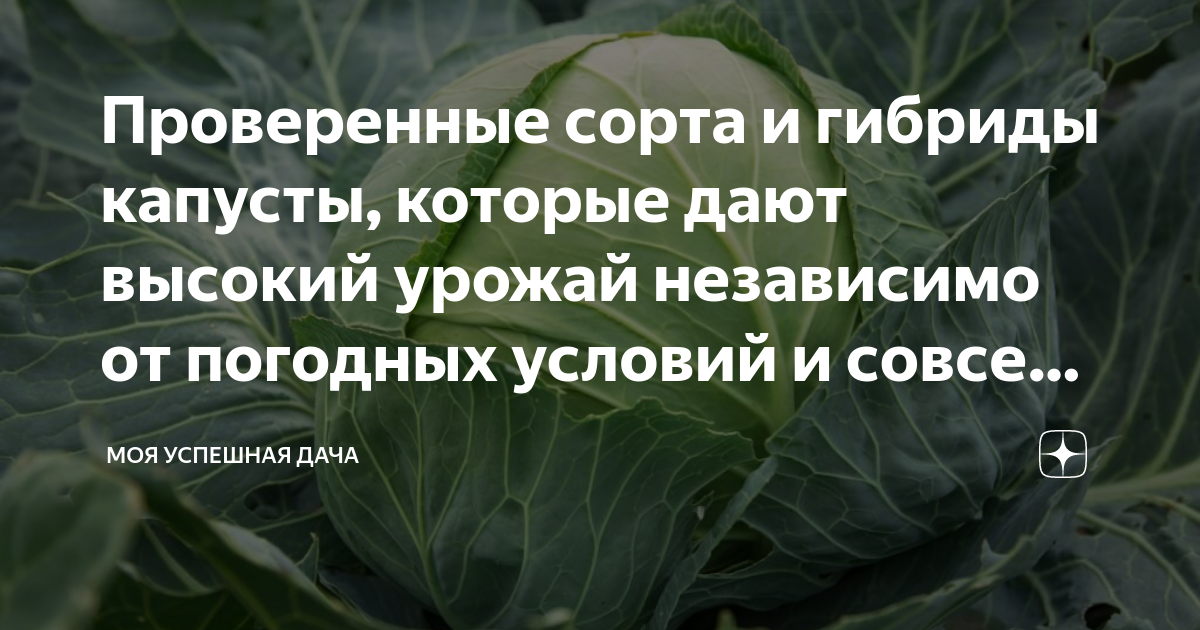 Проверенные сорта и гибриды капусты, которые дают высокий урожай ...