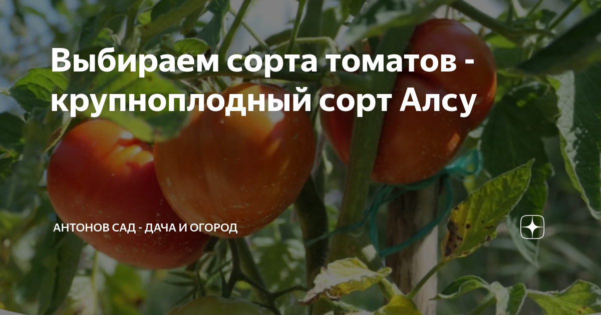 Выбираем сорта томатов - крупноплодный сорт Алсу | Антонов сад - дача и ...