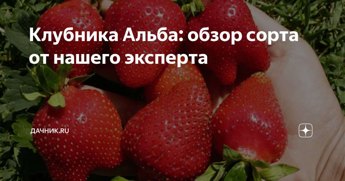 Клубника Альба: обзор сорта от нашего эксперта | Дачник.RU | Дзен
