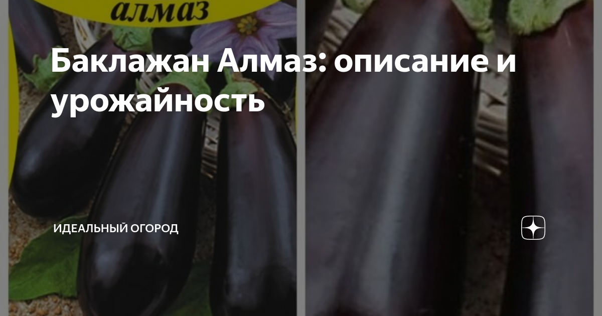 Баклажан Алмаз: описание и урожайность | Идеальный огород | Дзен