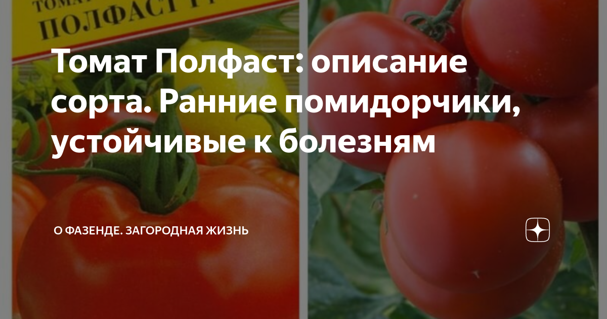 Томат Полфаст: описание сорта. Ранние помидорчики, устойчивые к ...
