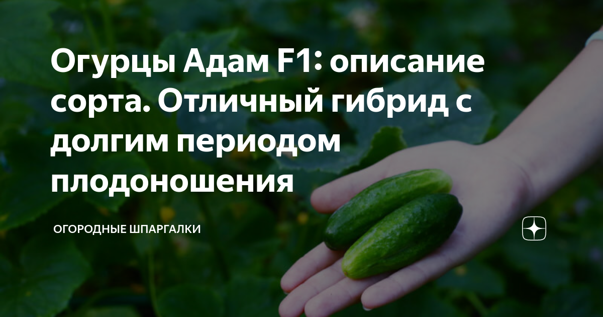Огурцы Адам F1: описание сорта. Отличный гибрид с долгим периодом ...