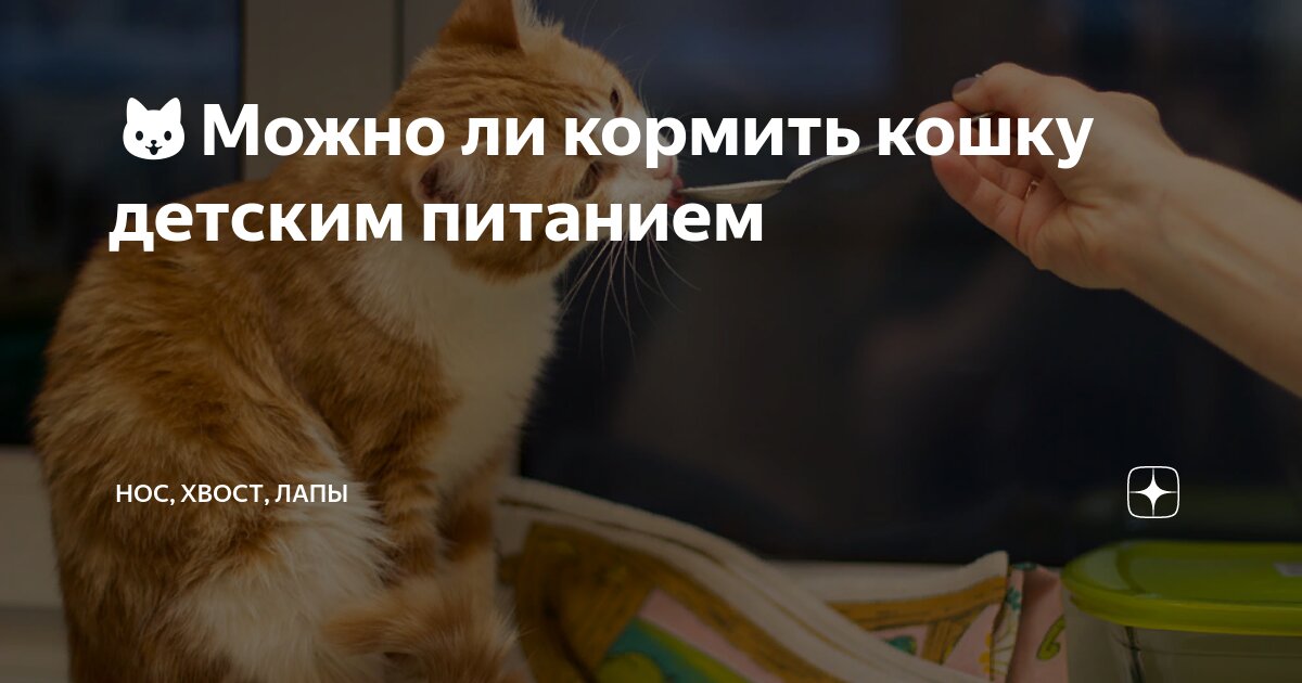 🐱Можно ли кормить кошку детским питанием | Нос, хвост, лапы | Дзен