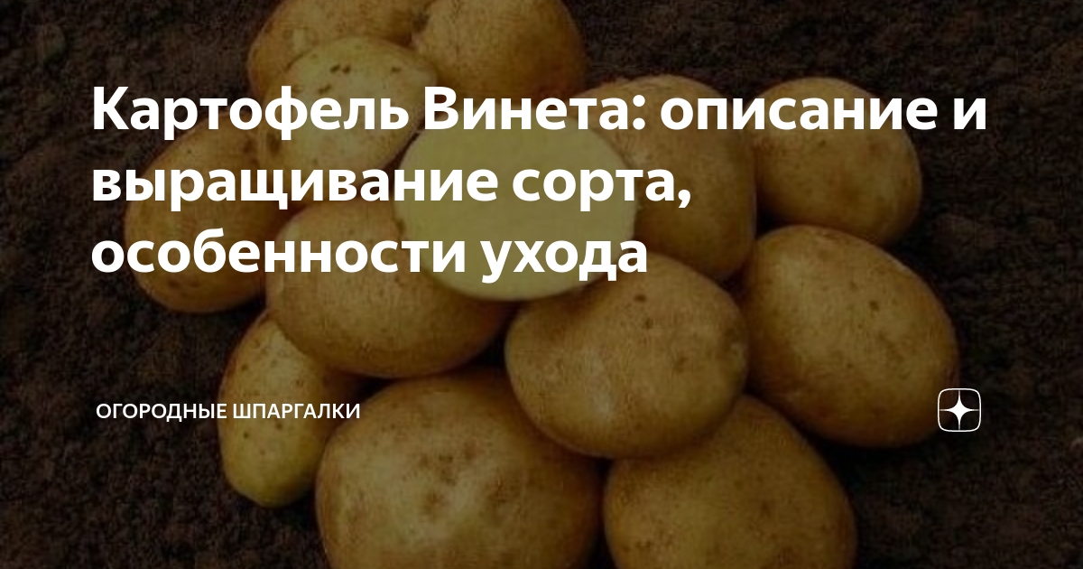 Картофель Винета: описание и выращивание сорта, особенности ухода ...