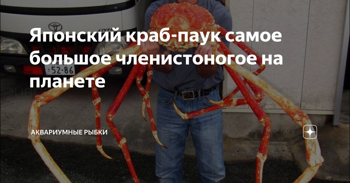 Японский краб паук самое большое членистоногое на планете Аквариумные