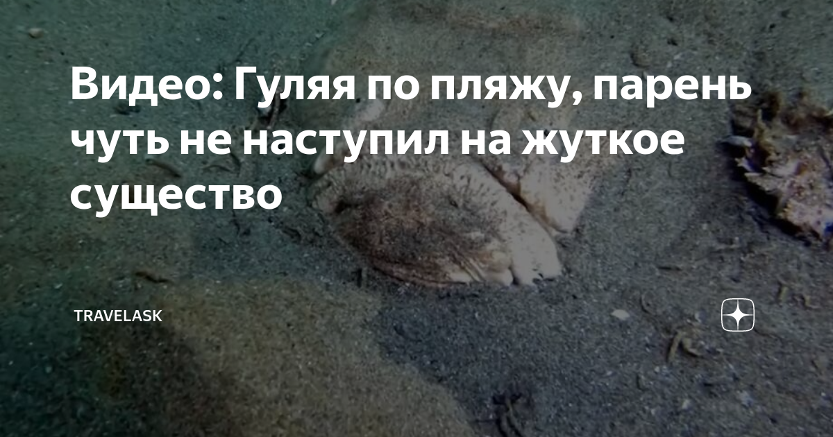 Видео: Гуляя по пляжу, парень чуть не наступил на жуткое существо ...