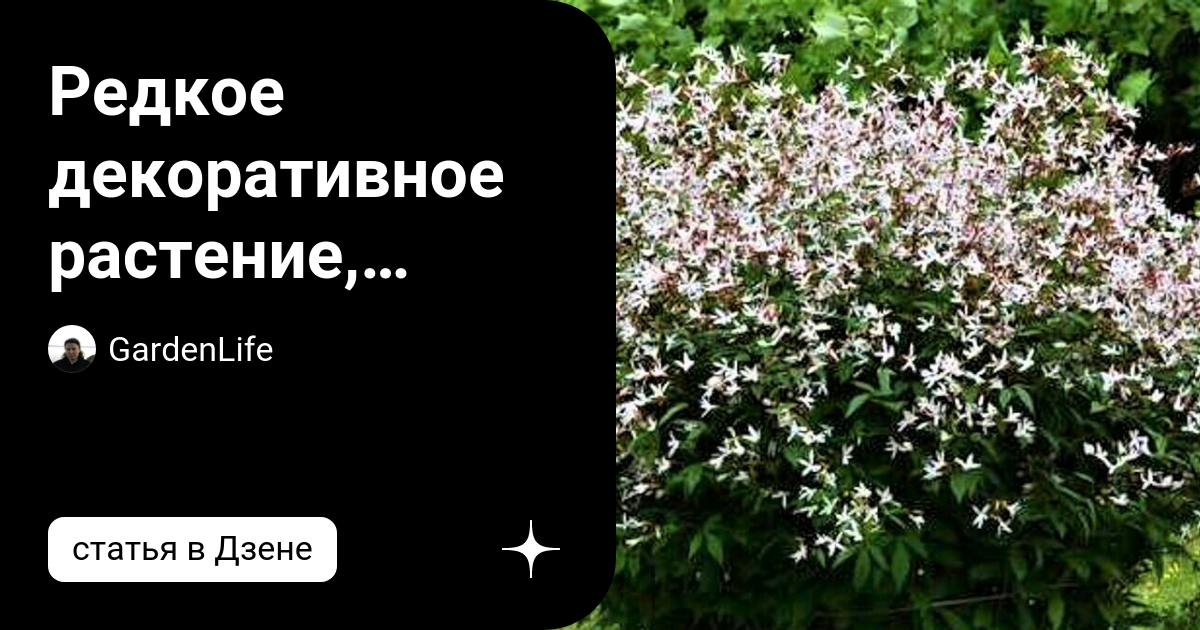 Редкое декоративное растение, похожее на нежное воздушное облако ...