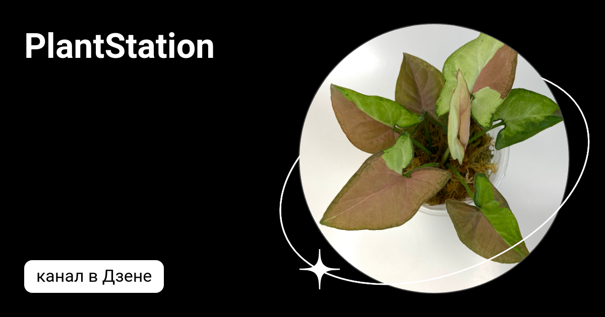 PlantStation | Дзен