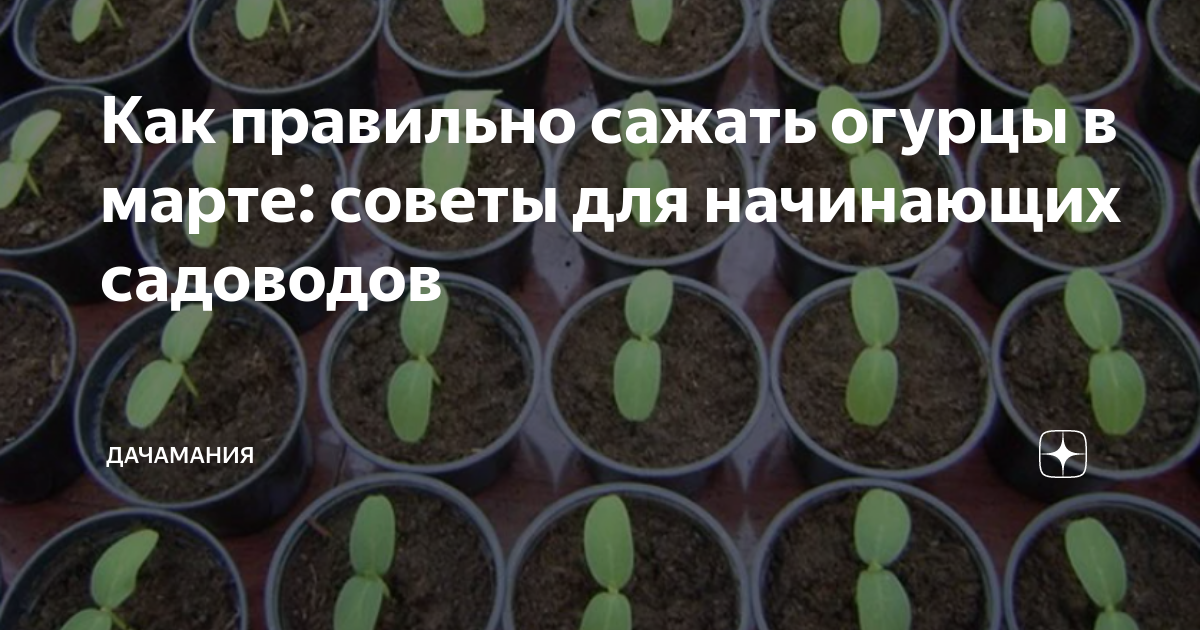 Как правильно сажать огурцы в марте: советы для начинающих садоводов ...