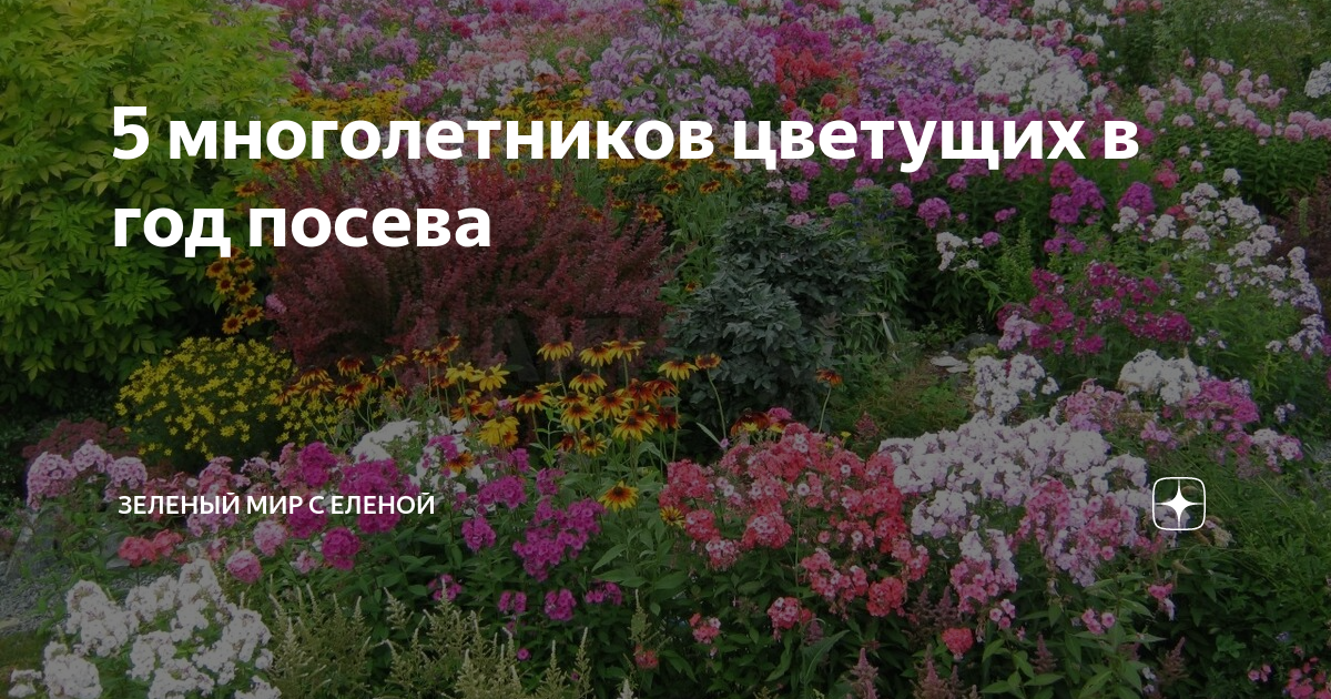 5 многолетников цветущих в год посева | ЗЕЛЕНЫЙ МИР С ЕЛЕНОЙ | Дзен