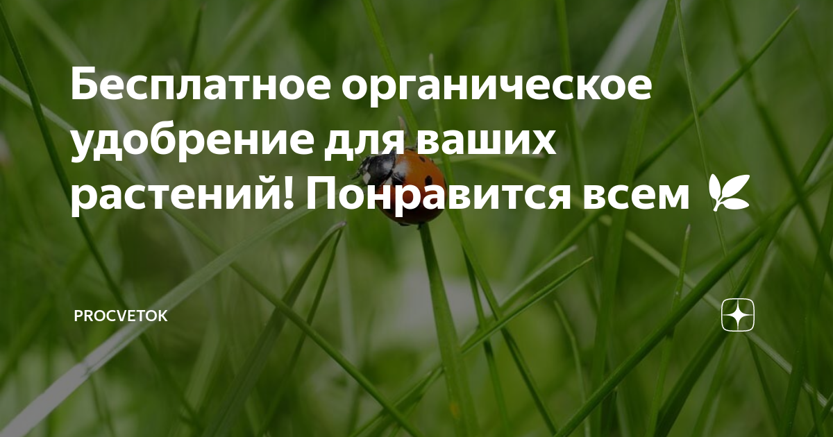 Бесплатное органическое удобрение для ваших растений! Понравится всем 🌿 ...