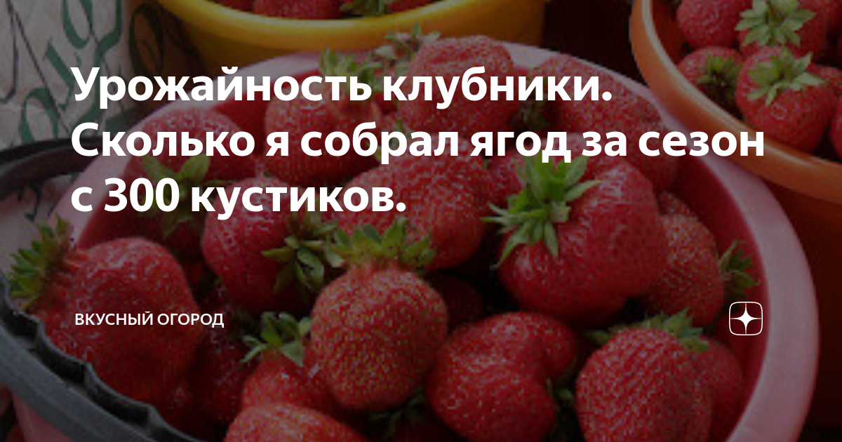 Урожайность клубники. Сколько я собрал ягод за сезон с 300 кустиков ...