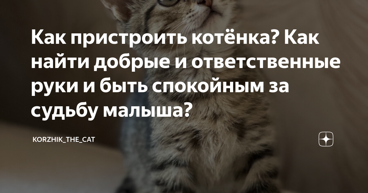 Как пристроить котёнка? Как найти добрые и ответственные руки и быть ...
