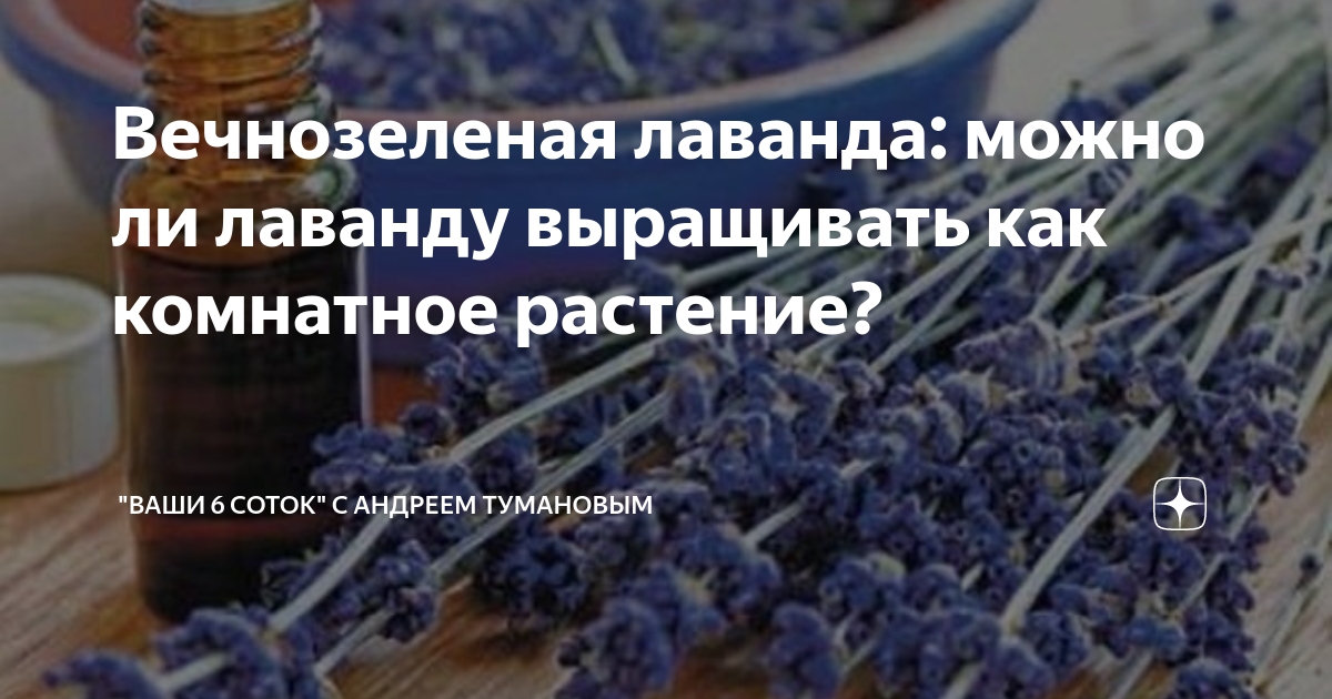 Вечнозеленая лаванда: можно ли лаванду выращивать как комнатное ...