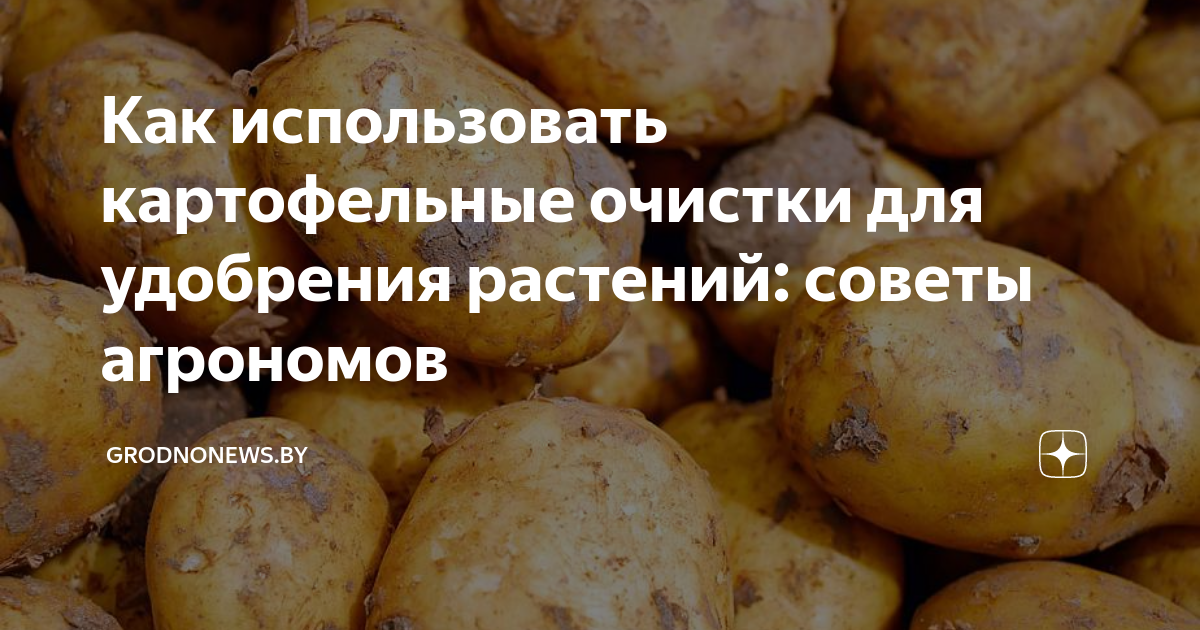 Как использовать картофельные очистки для удобрения растений: советы ...