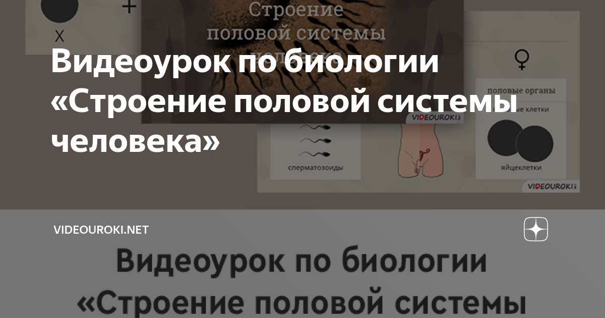 Видеоурок по биологии «Строение половой системы человека» | videouroki ...