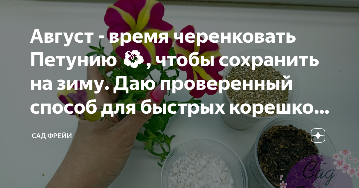 Август время черенковать Петунию 🌺 чтобы сохранить на зиму Даю