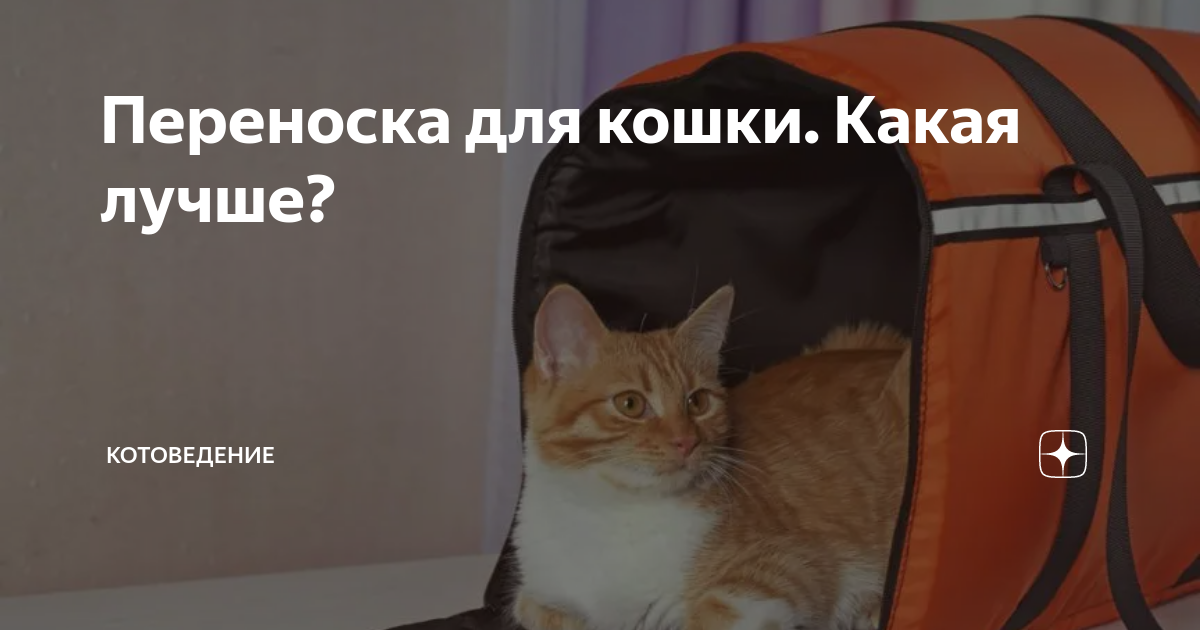 Переноска для кошки. Какая лучше? | КотоВедение | Дзен