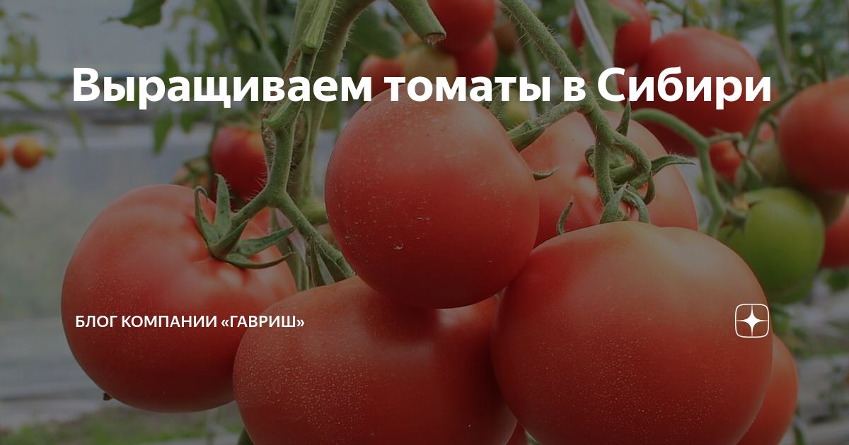 Выращиваем томаты в Сибири | Гавриш. Семена от профессионалов ...