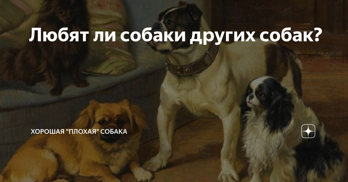 Любят ли собаки других собак? | Хорошая "плохая" собака | Дзен