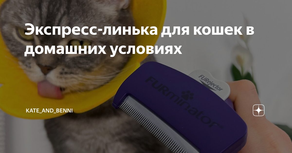 Экспресс-линька для кошек в домашних условиях | Kate_and_benni | Дзен