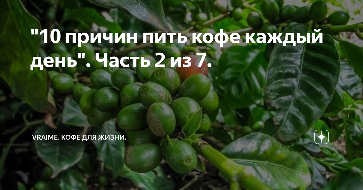 10 причин пить кофе каждый день Часть 2 из 7 Vraime Кофе для
