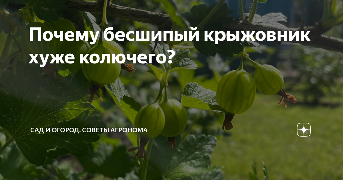 Почему бесшипый крыжовник хуже колючего? | Сад и огород. Советы ...