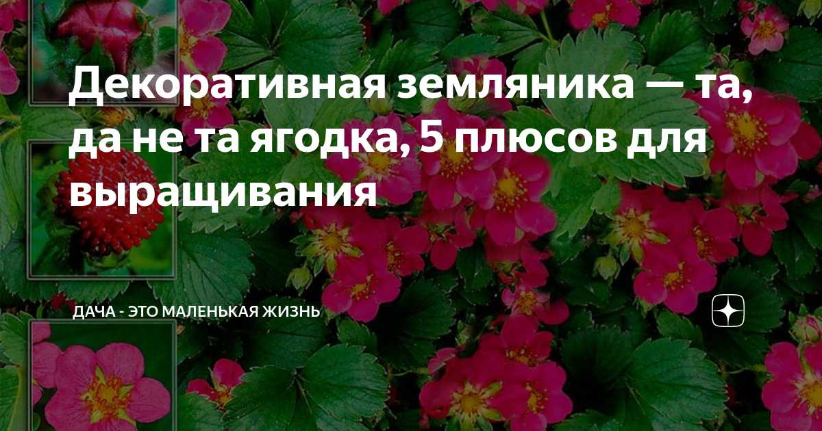 Декоративная земляника — та, да не та ягодка, 5 плюсов для выращивания ...
