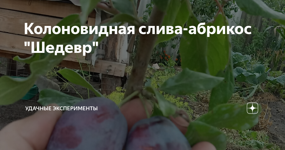 Колоновидная слива-абрикос "Шедевр" | уДачные эксперименты | Дзен