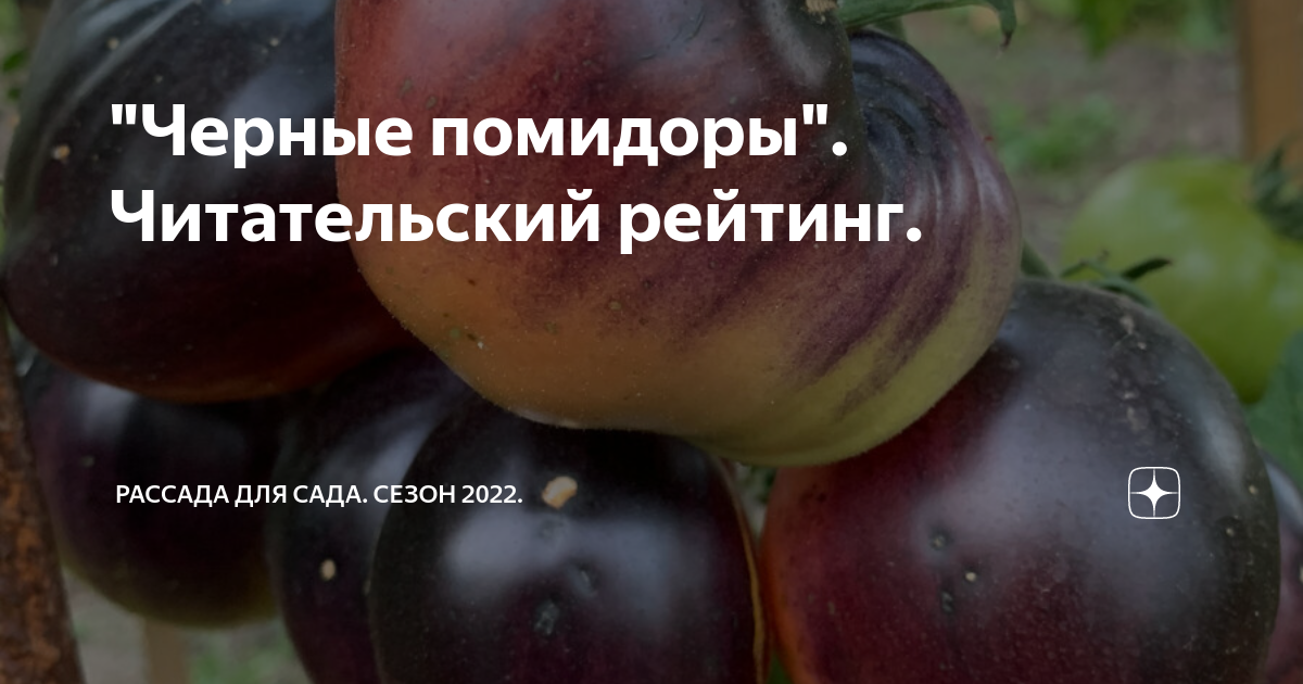 "Черные помидоры". Читательский рейтинг. | Рассада для сада. | Дзен
