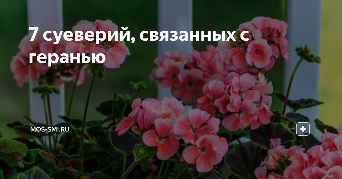 7 суеверий, связанных с геранью | MOS-SMI | Дзен