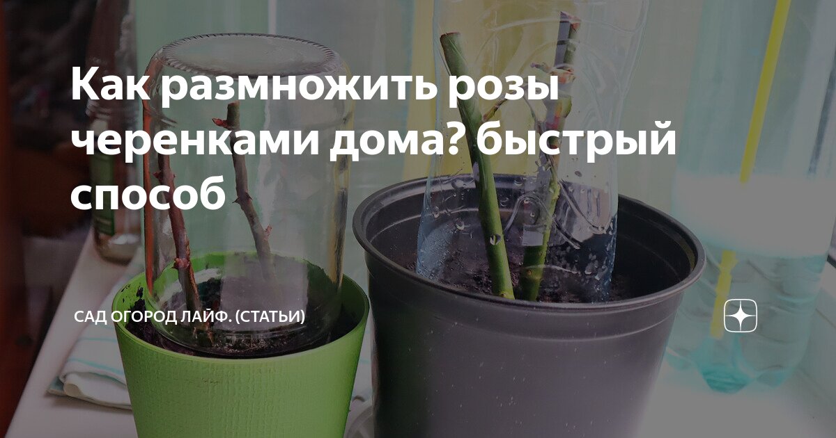 Как размножить розы черенками дома быстрый способ Сад огород лайф